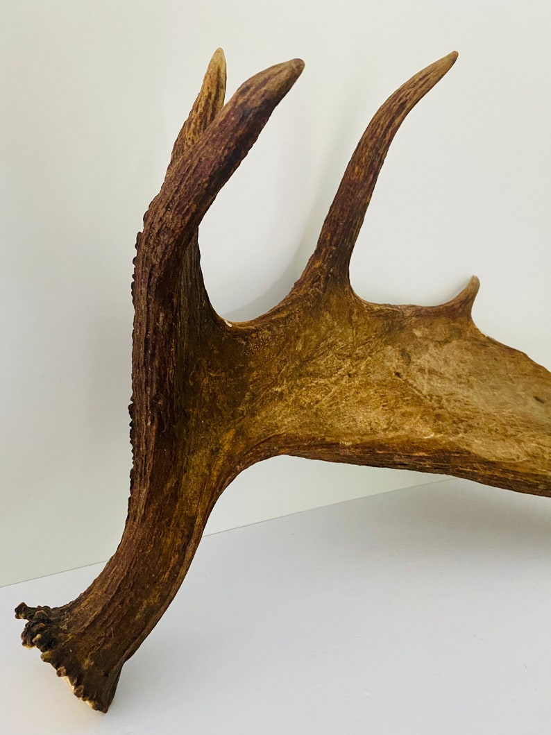 Vintage Shed Moose Antler / Rack - Etsy