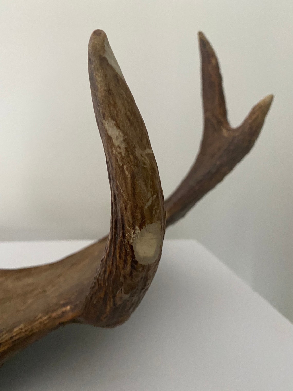 Vintage Shed Moose Antler / Rack - Etsy