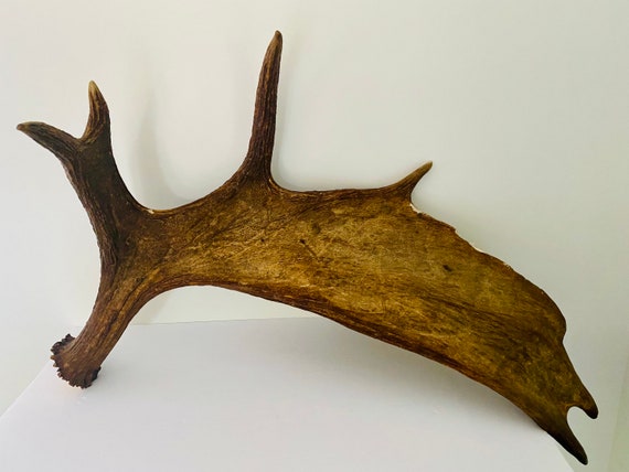 Vintage Shed Moose Antler / Rack - Etsy