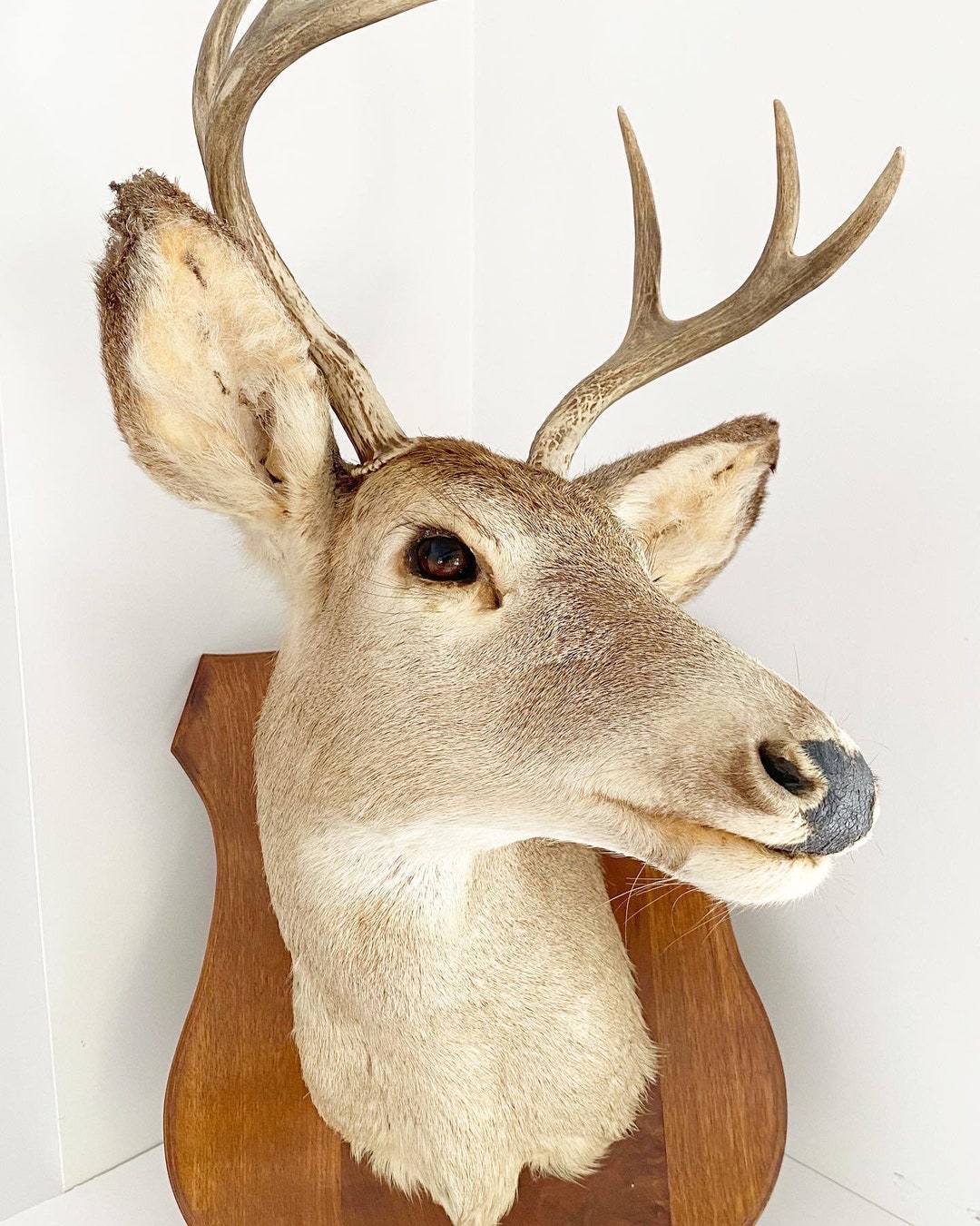 Vintage Taxidermy Deer Head Mount / Very Large and Heavy / - Etsy
