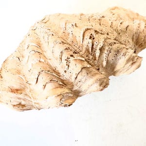 Large Natural Clam Shell Tridacna Gigas? Clam Shell - Etsy