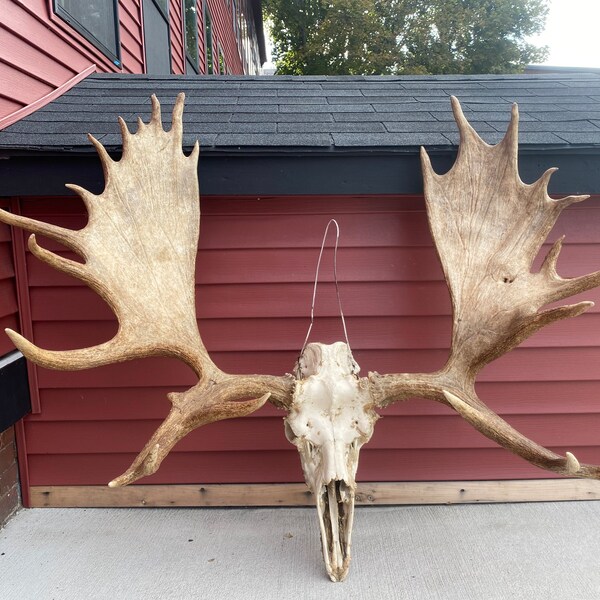 Antler Rack - Etsy