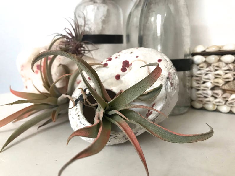 Vintage Sea Shell / Bottle With Sea Shell - Etsy