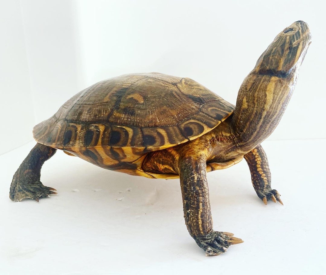 Vintage Taxidermy Turtle - Etsy