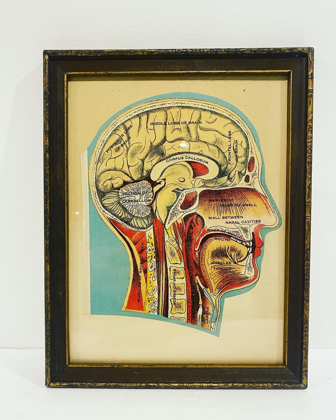 Phrenology Print / Human Anatomy - Skull Morphology - Brain ...