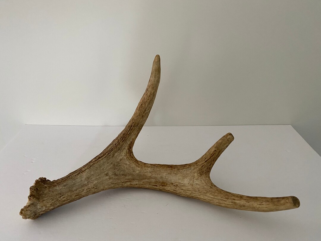 Vintage Moose Antler / Rack - Etsy