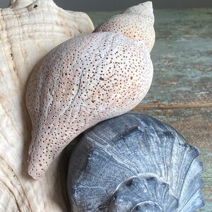 Vintage Sea Conch Shell - Etsy
