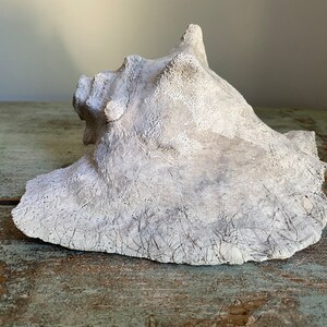 Vintage Fossilized Sea Conch Shell - Etsy