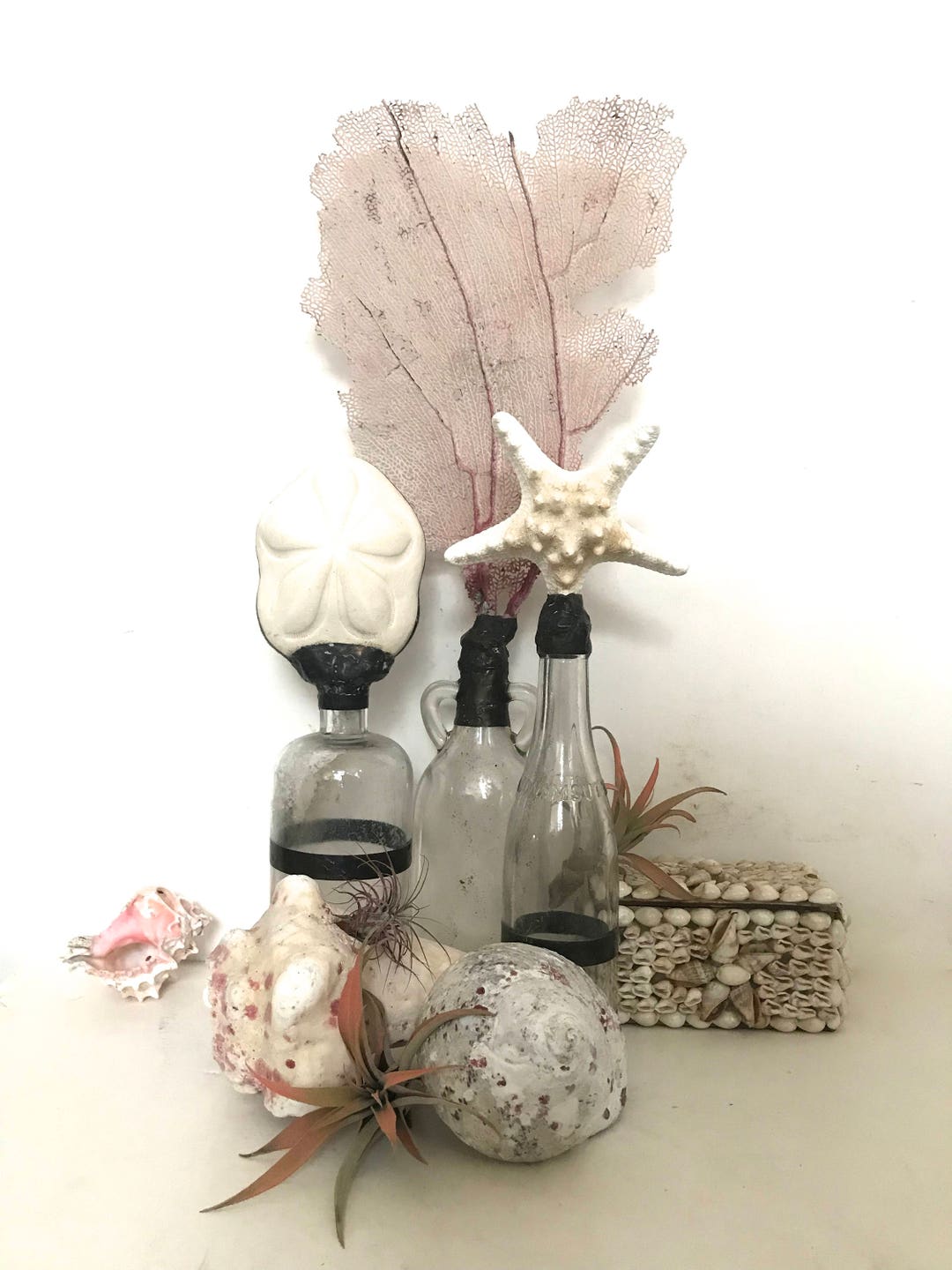 Vintage Sea Shell / Bottle With Sea Shell - Etsy