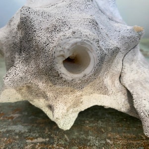 Vintage Fossilized Sea Conch Shell - Etsy