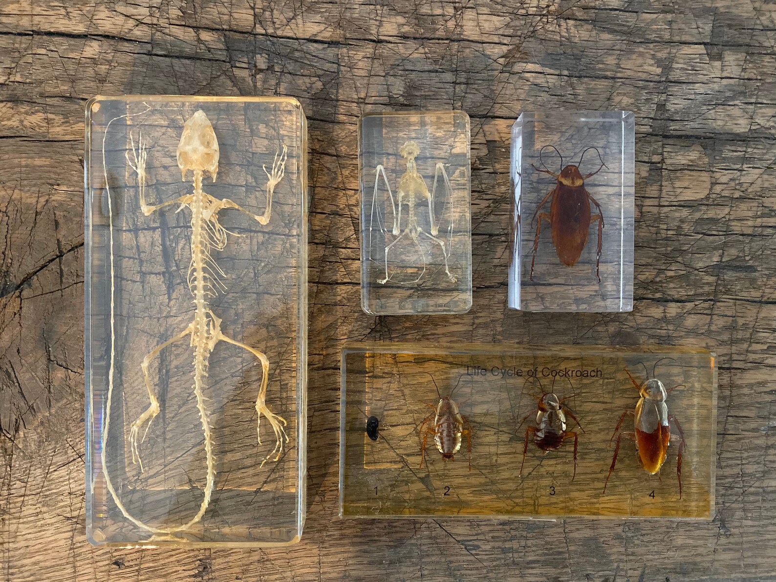 Vintage Encased Bug / Educational - Etsy