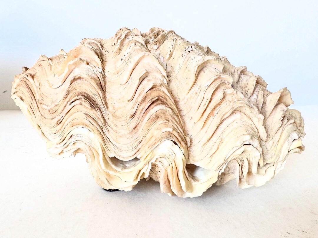 Large Natural Clam Shell Tridacna Gigas? Clam Shell - Etsy