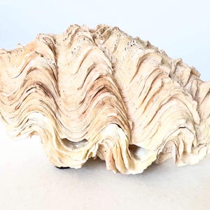 Large Natural Clam Shell Tridacna Gigas? Clam Shell - Etsy