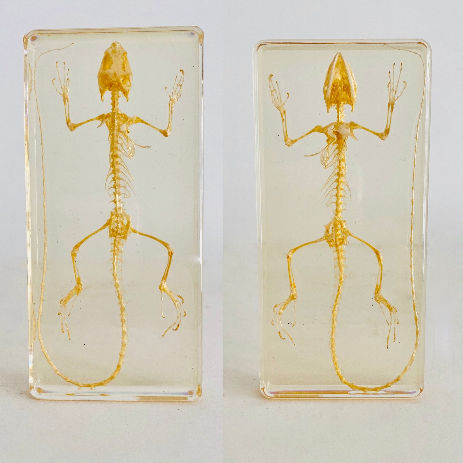 Vintage Encased Bug / Educational | Etsy