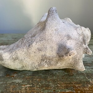 Vintage Fossilized Sea Conch Shell - Etsy