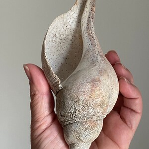 Vintage Sea Conch Shell - Etsy