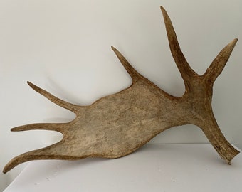 Moose Antler Rack - Etsy