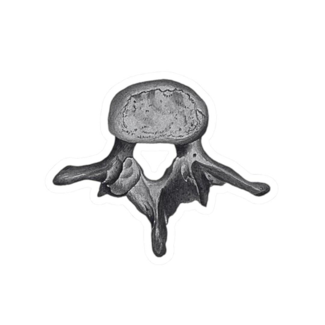 Lumbar Vertebra Sticker (L1–L5) | Anatomical Spine Bone Illustration ...