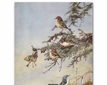 Vintage bird art | Etsy