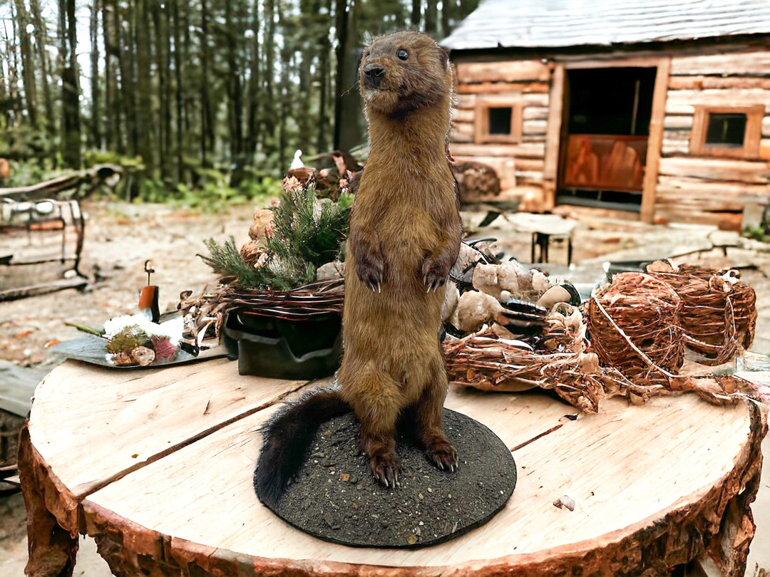 Taxidermy Mink Full Body Mount on Base / Taxidermy & Curiosities ...