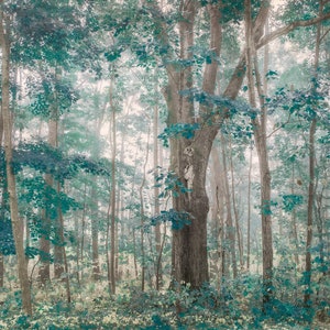Teal Wall Art, Teal and Emerald, Emerald Green, Foggy Forest Print ...