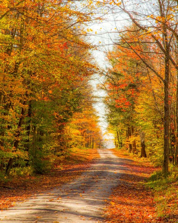 Country Road and Trees in Fall Colors Photography | Etsy