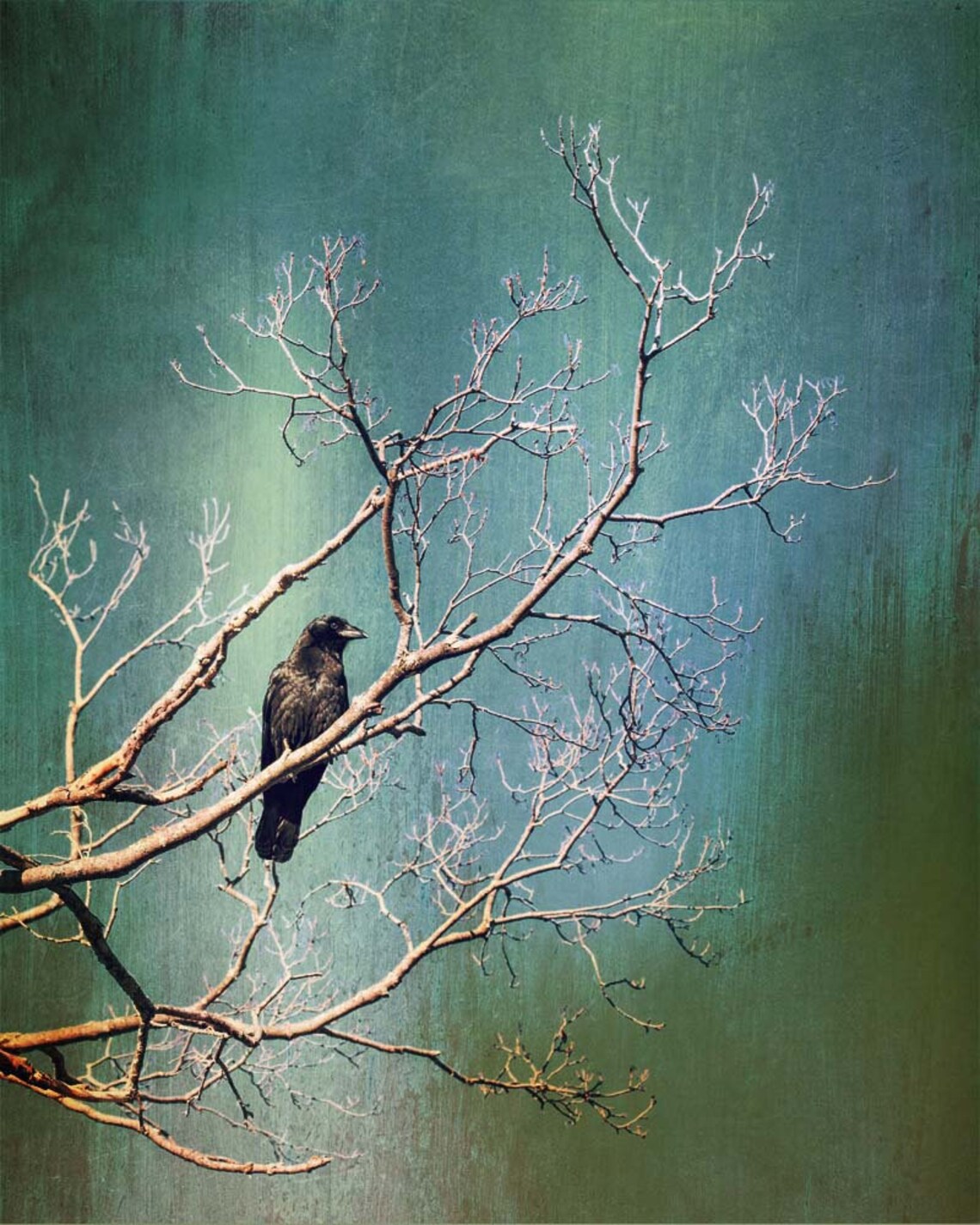 Crow Art Gothic Home Decor Teal Wall Art Canvas Art Raven | Etsy