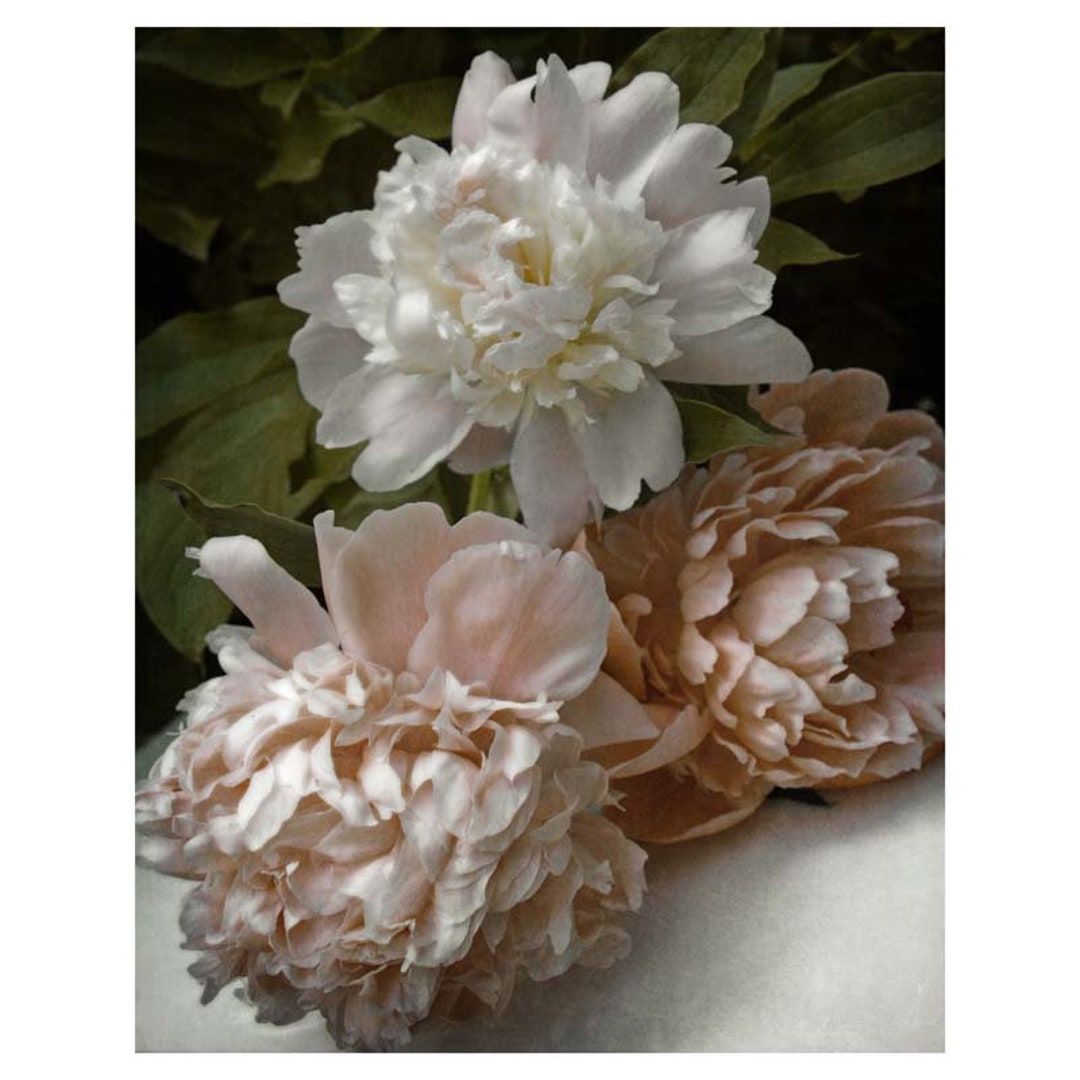 Peony Print, Pink Wall Art, 8x10, Peony Wall Art, Peony Art Print, Pink ...