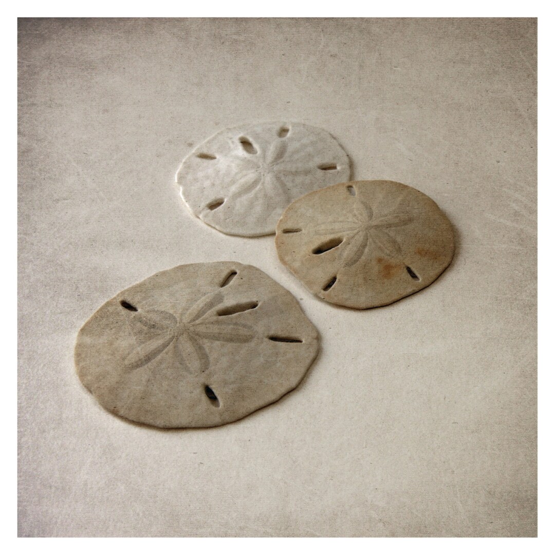 Neutral Coastal Wall Art Sand Dollar Wall Art Sanddollar Art - Etsy