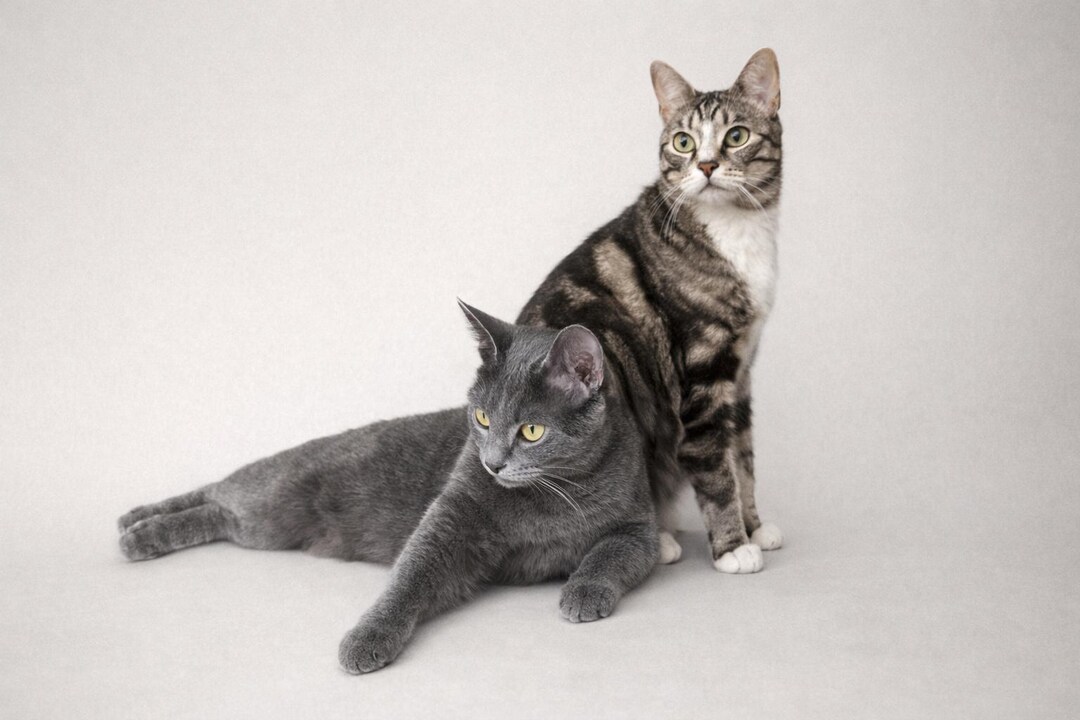 Daily Routine for Indoor Cats - Etsy
