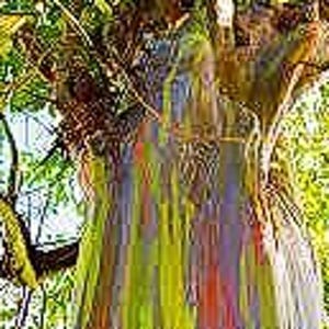 5 Rainbow Tree Seeds-1303 - Etsy