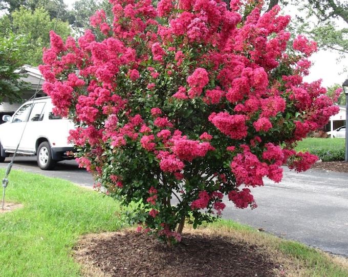 Dwarf Crape Myrtle Purple Velvet 20 Seeds - Etsy