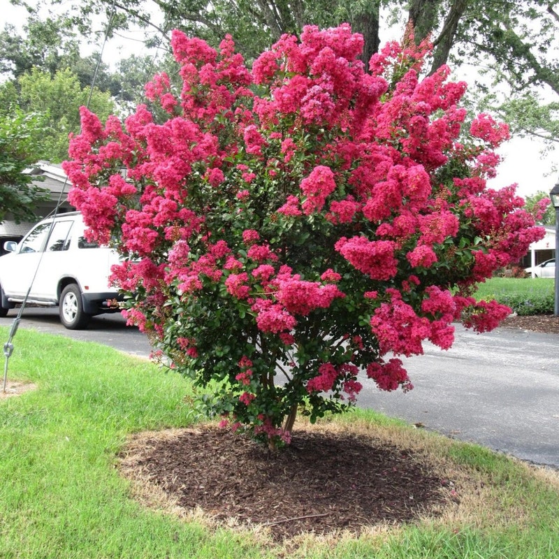 Dwarf Crape Myrtle - Etsy