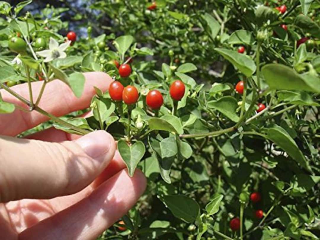 15 Wild Chili/tepin Pepper Seeds-1356 - Etsy