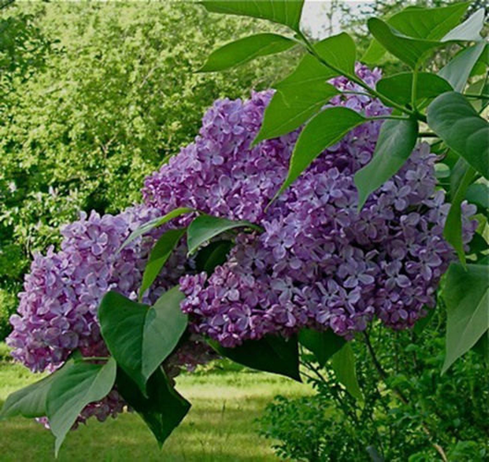 5 French Lilac Tree Seeds-1146 - Etsy