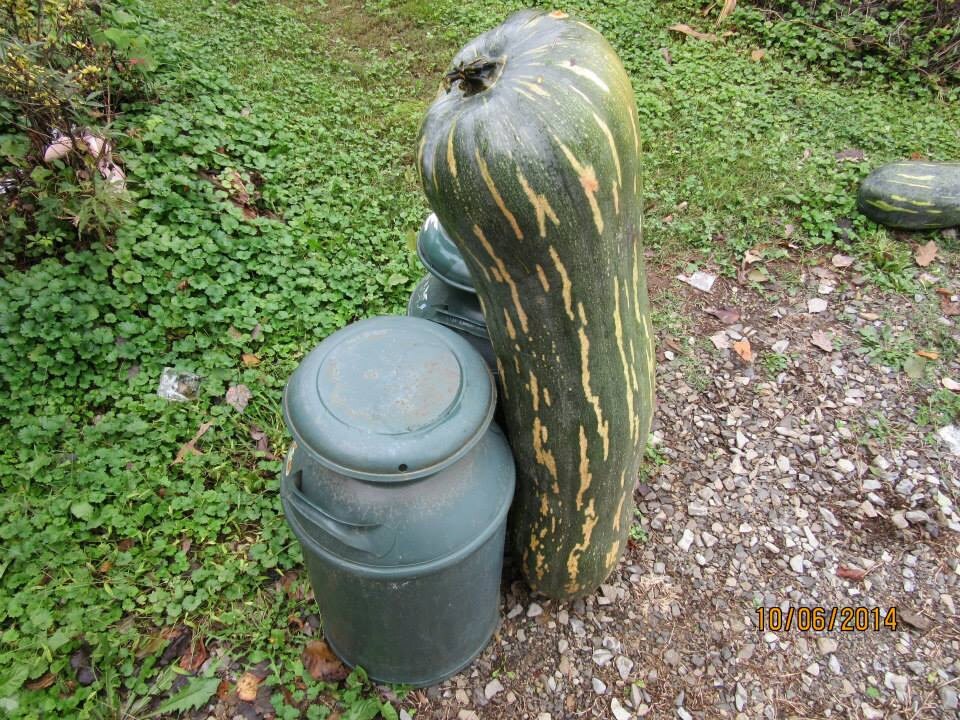 7 Giant Monster Squash Seeds-1336 | Etsy