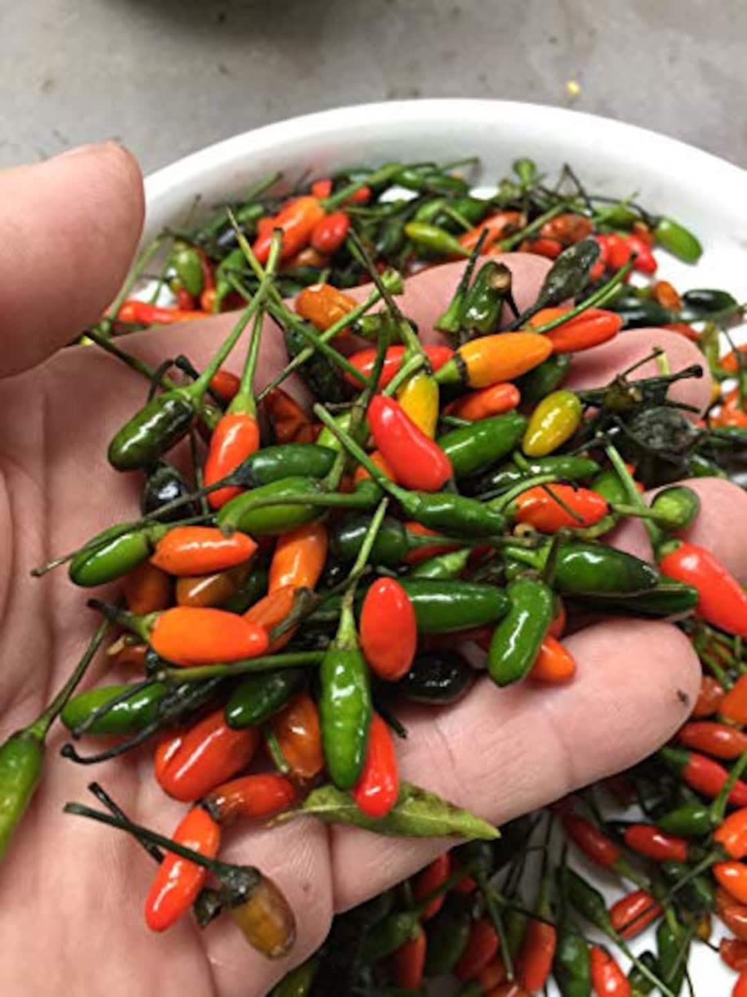 25 Pequin Chili Pepper Seeds-1103 - Etsy