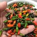 7 Peruvian Orange Pepper Tree Seeds-1060 - Etsy