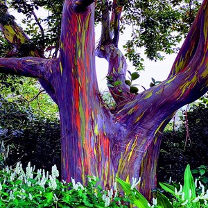 5 Rainbow Tree Seeds-1303 - Etsy