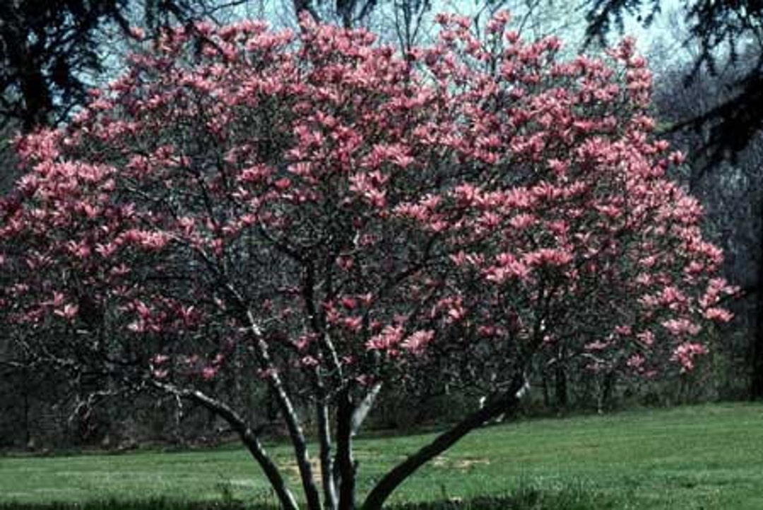7 Tulip Magnolia Tree Seeds-1034 - Etsy