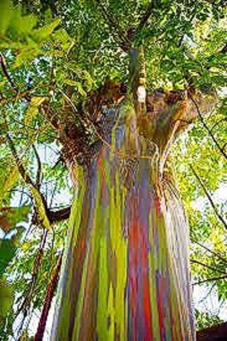 5 Rainbow Tree Seeds-1303 - Etsy