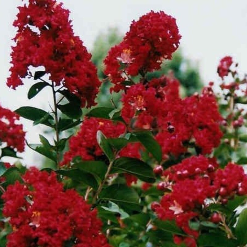 Dwarf Crape Myrtle - Etsy