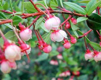 5 SUNZILLA SUNFLOWER SEEDS-1020 - Etsy