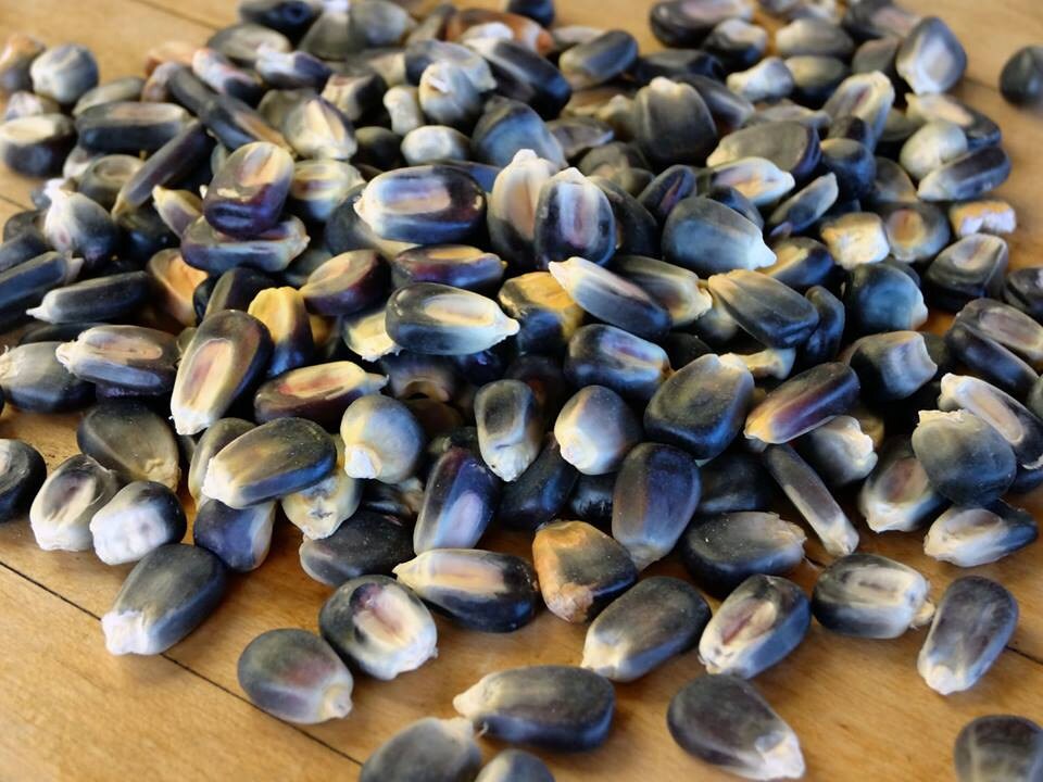35 Giant SW Blue Indian Maize Seeds- 1365 - Etsy
