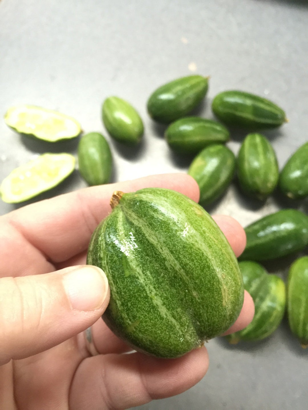 5 Parval Vegetable Seeds-1347 - Etsy