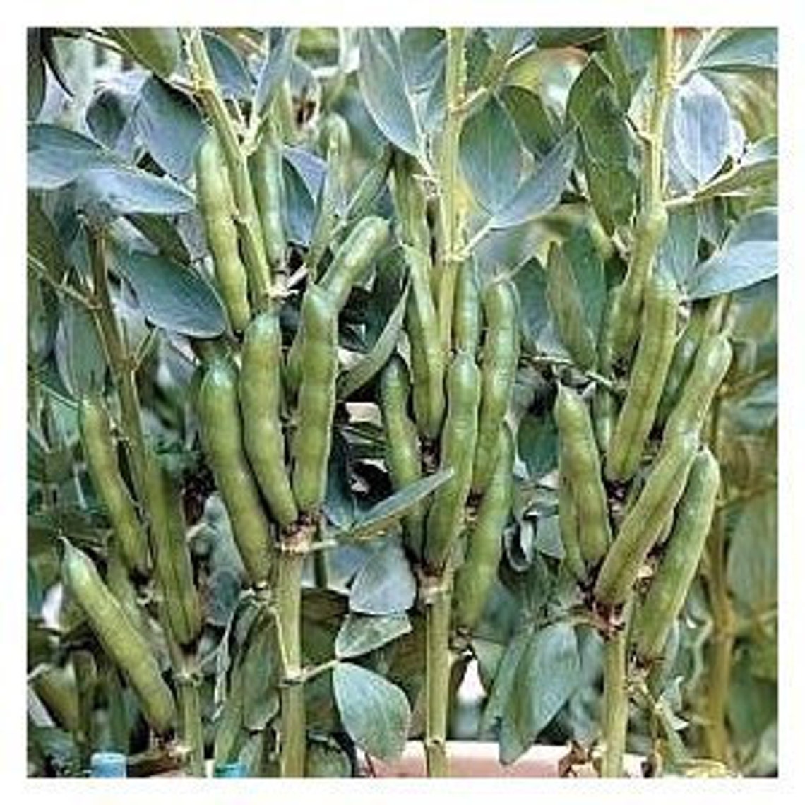 7 Giant Beanstalk Seeds-1018 - Etsy