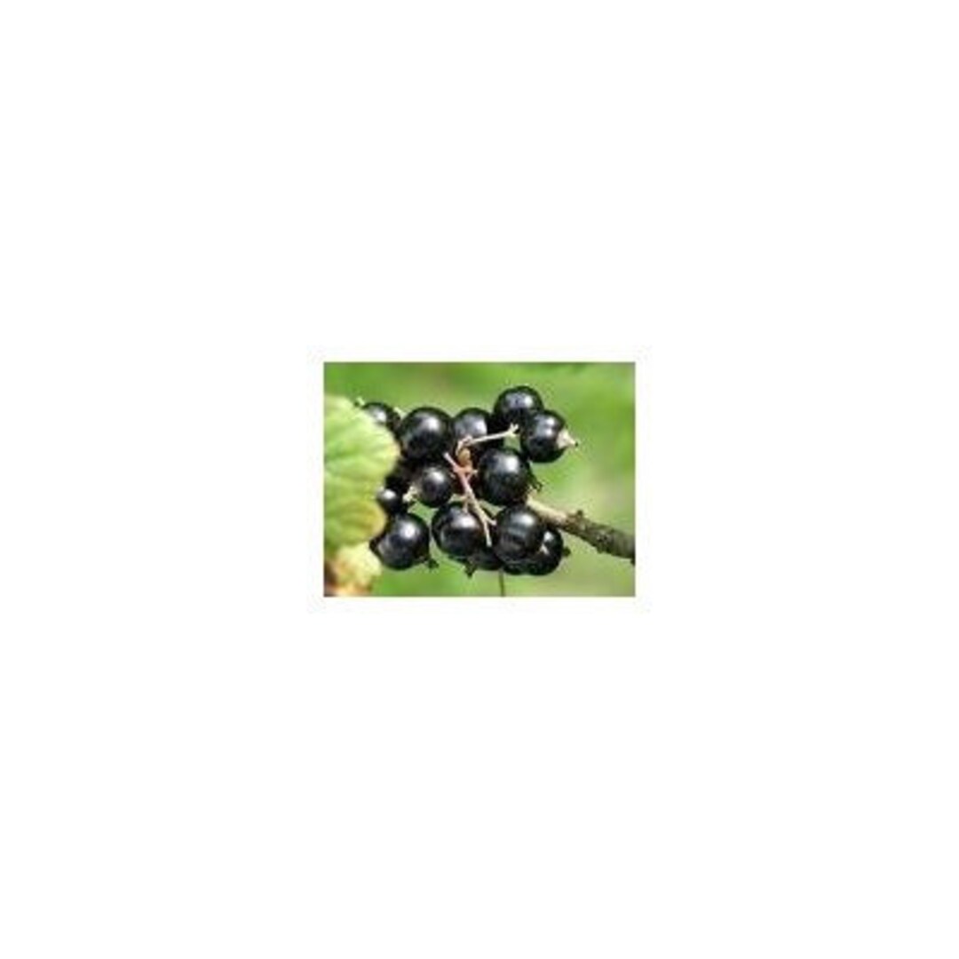 15 Black Currant Seeds-1224 - Etsy