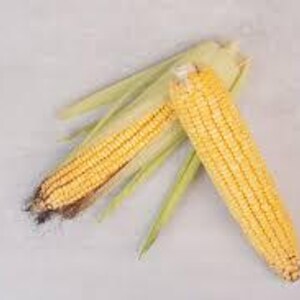 35 Tall Giant Goliath Yellow Corn Seeds-1205 - Etsy