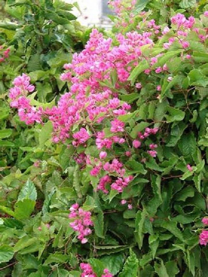 7 Chinese Love Vine Seeds-1189 - Etsy