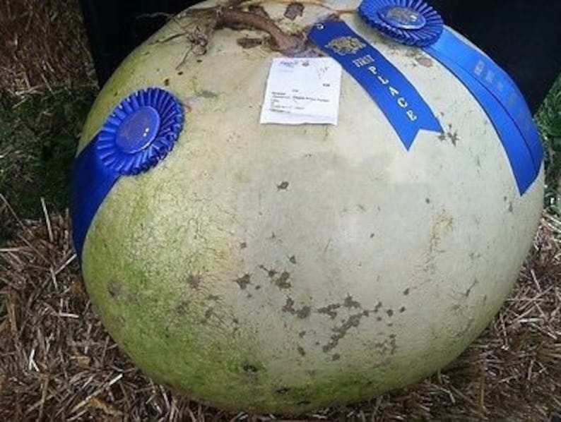 7 Giant African Bushel Gourd Seeds 1180 Etsy